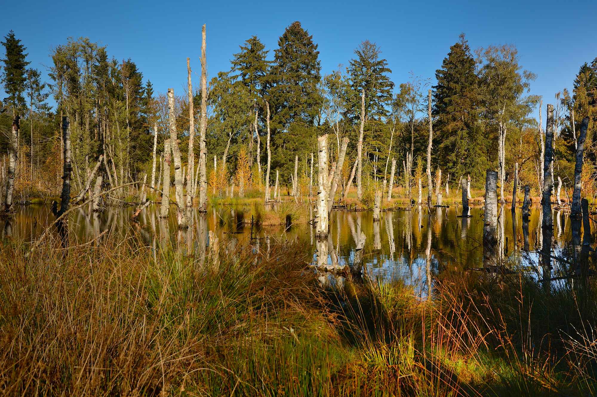 Gribskov – dansk storskov med stort naturpotentiale